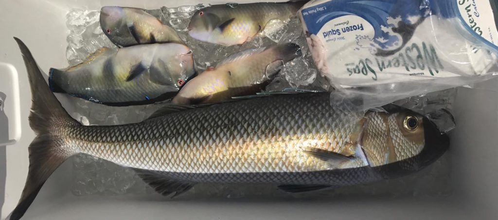 Cooper V: Maui bottomfishing | Lahaina bottom fishing Mala Wharf