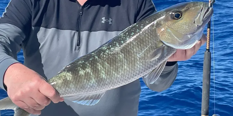 MJÖLNIR (Thor's Hammer) - Sport fishing charters, whale watching